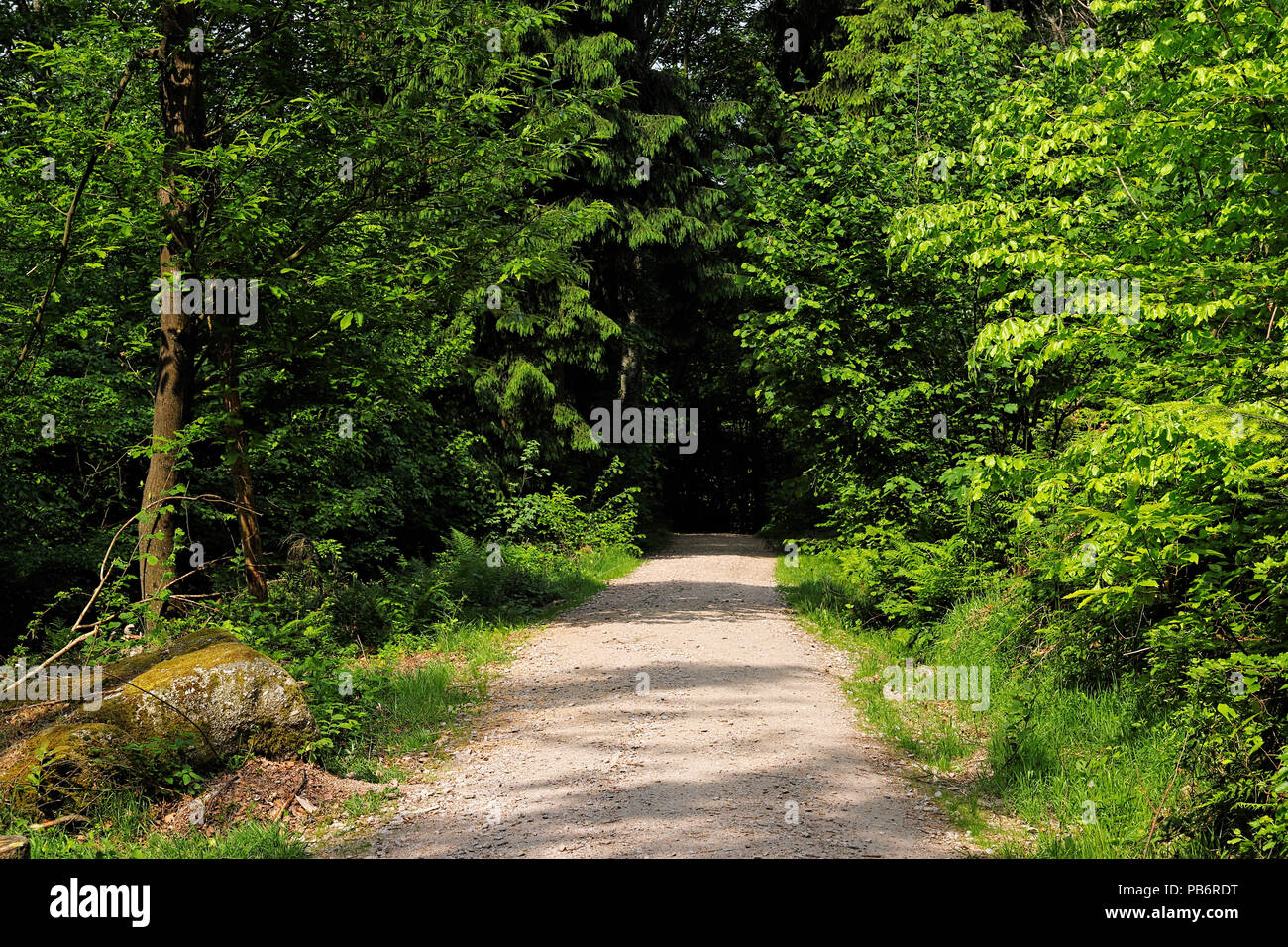 Hiking along a path in the Black Forest, Germany Stock Photo - Alamy