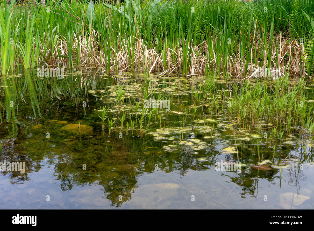 Ecosystem aquatic plants closeup view hi-res stock photography and ...