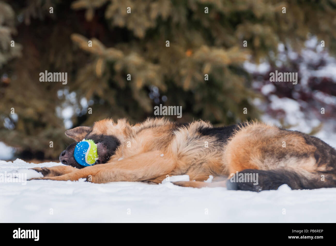 A beautiful playful german shepherd puppy dog playing with a tennis ...