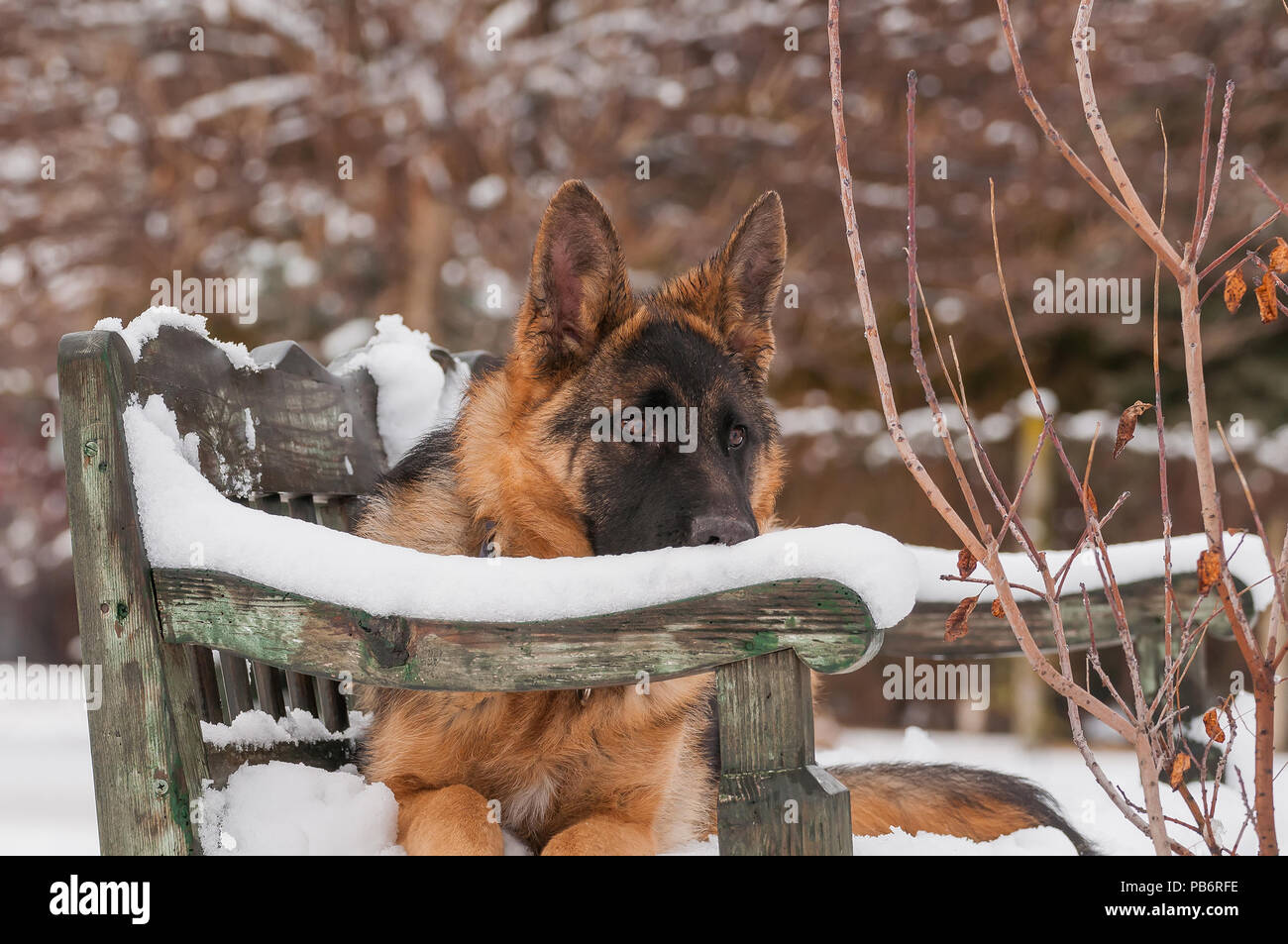 A beautiful playful german shepherd puppy dog lying on a wooden bench ...
