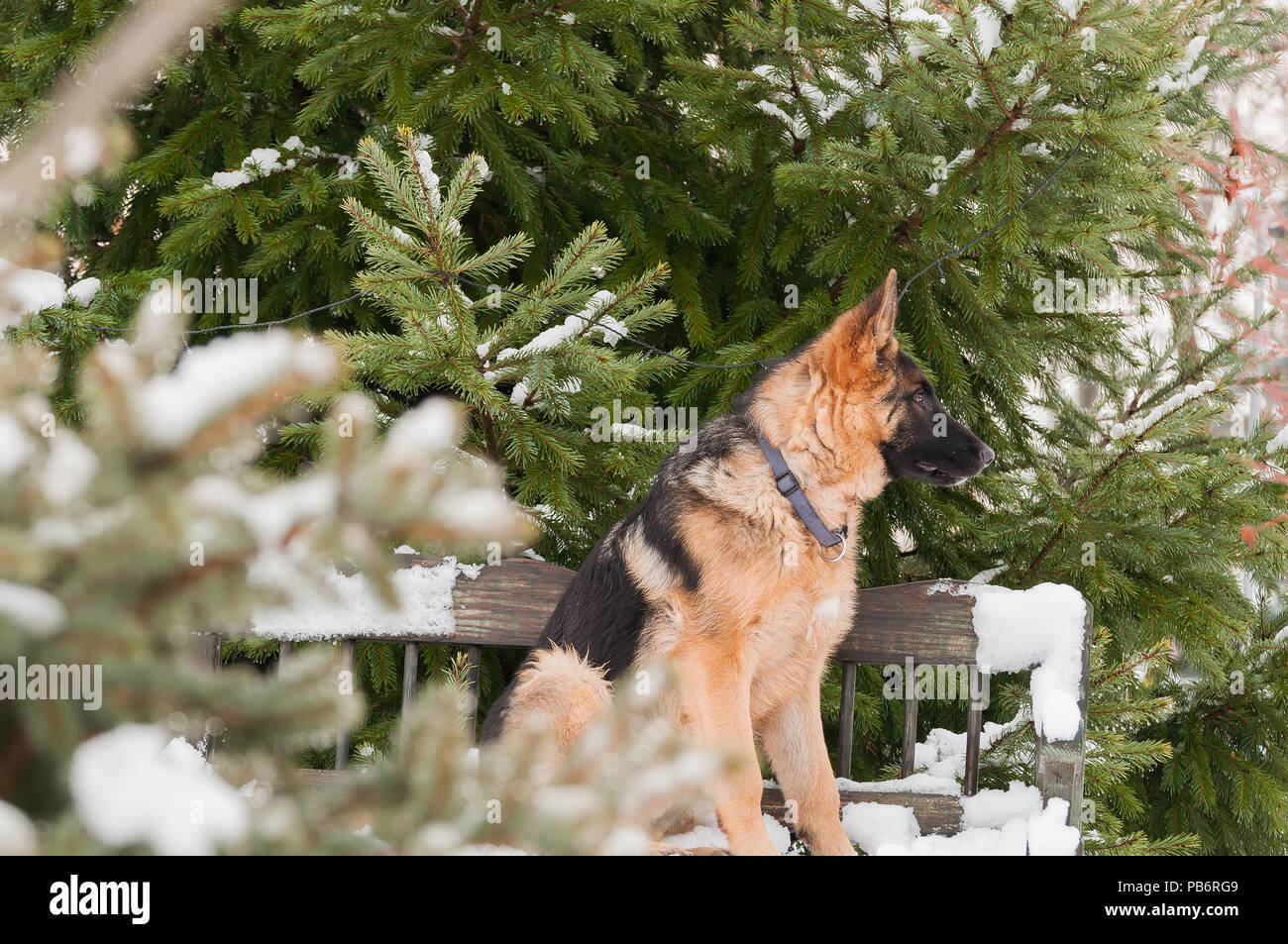 A beautiful playful german shepherd puppy dog sitting on a wooden bench ...