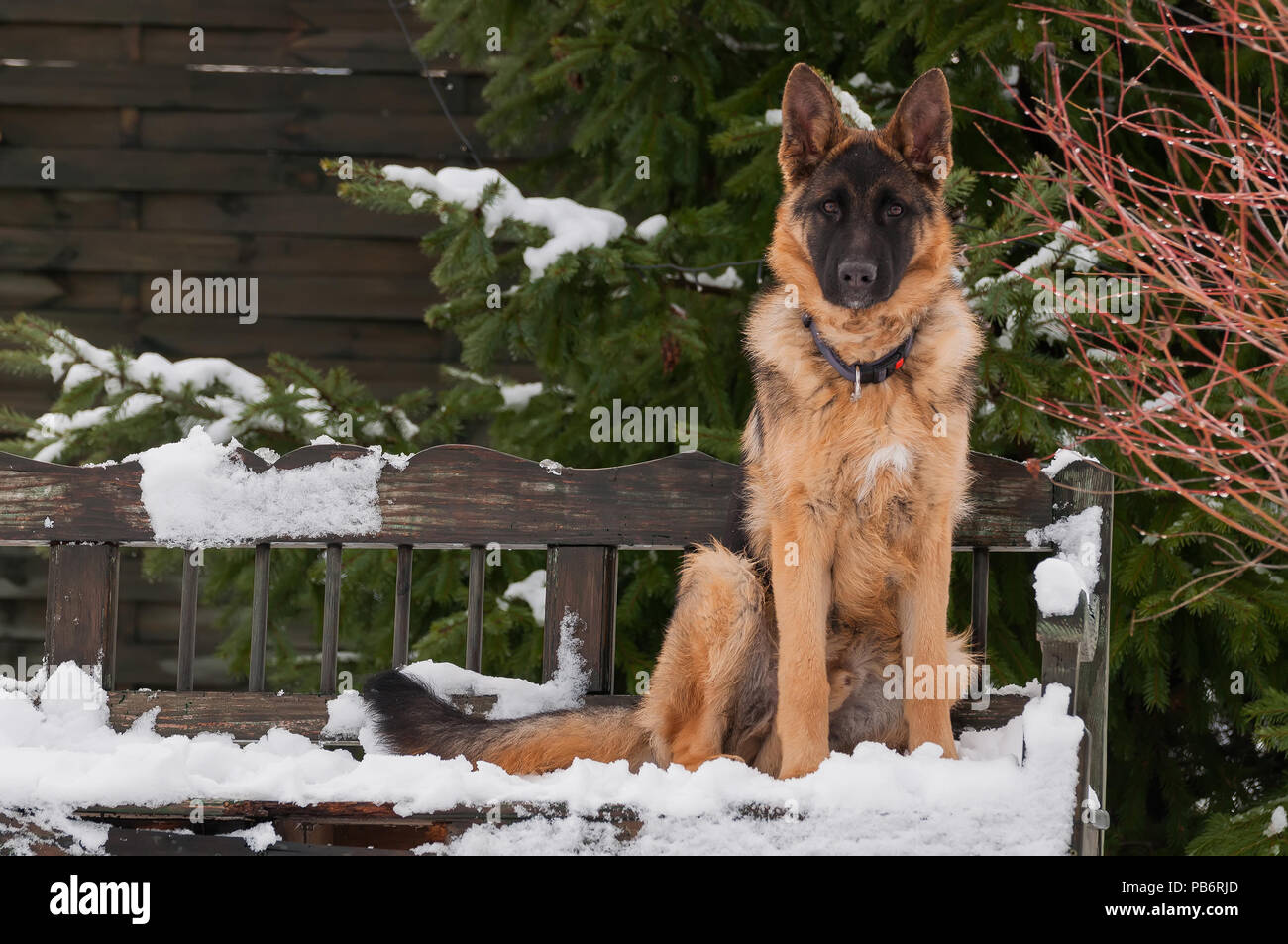 A beautiful playful german shepherd puppy dog sitting on a wooden bench ...
