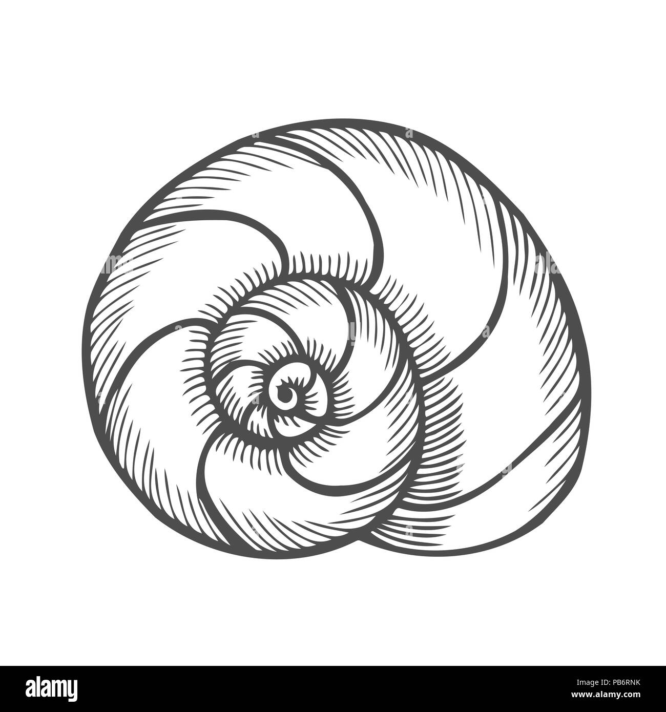 Sea shell Scallop. Black engraving vintage illustration. Isolated on ...