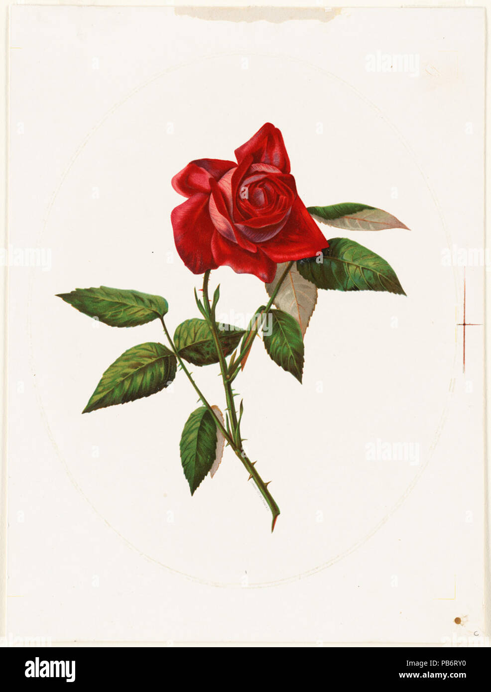 American beauty rose illustration hi-res stock photography and images ...