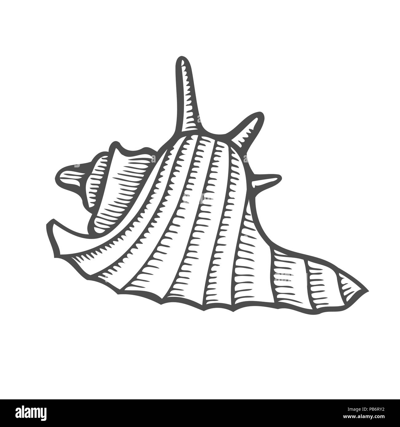Sea shell Scallop. Black engraving vintage illustration. Isolated on ...