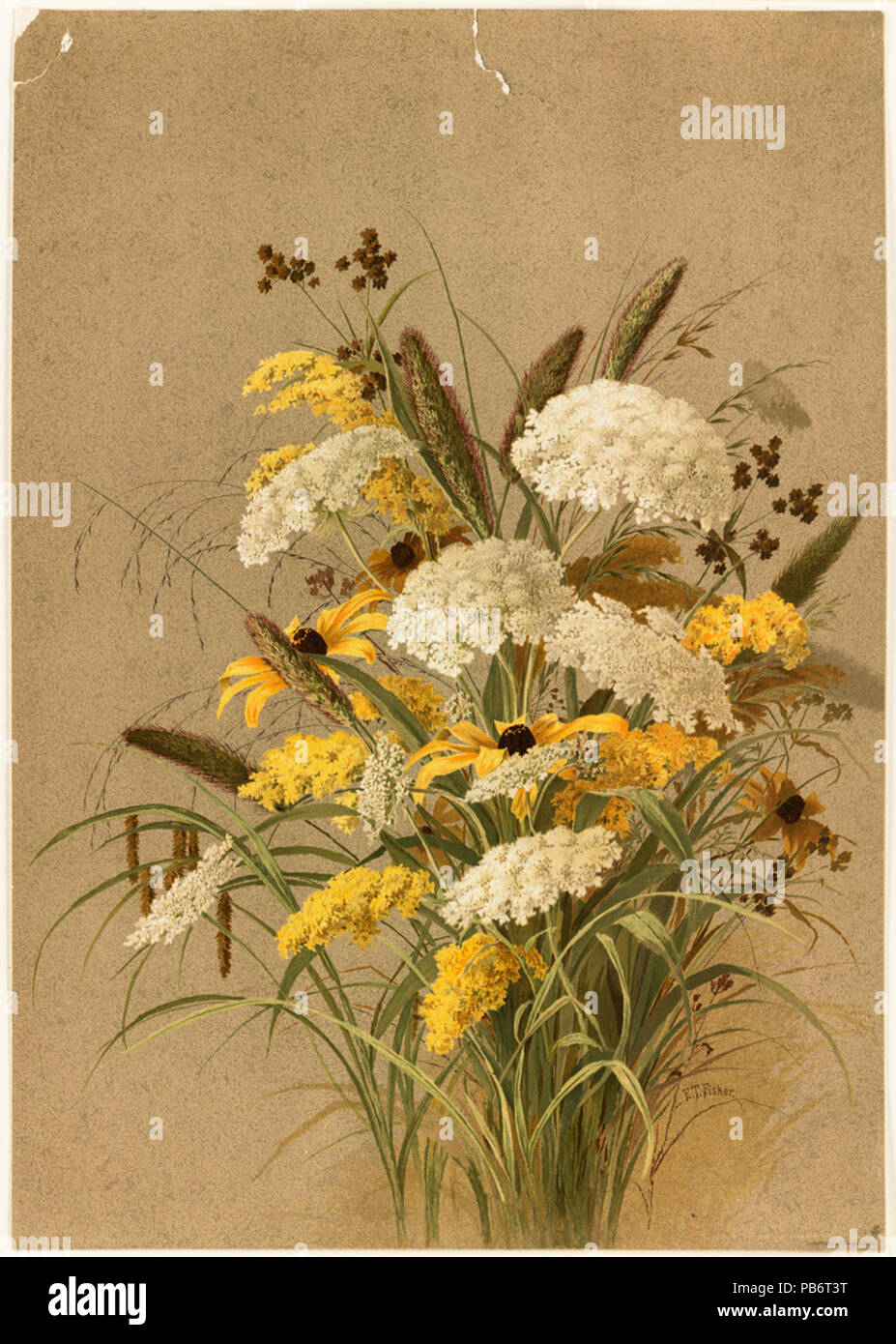 752 Hemlock, Ox-Eye Grasses and Golden Rod (Boston Public Library Stock ...