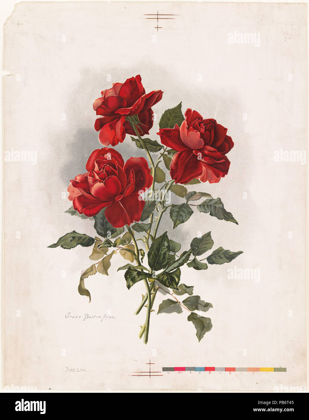 1249 Red Roses (Boston Public Library Stock Photo - Alamy