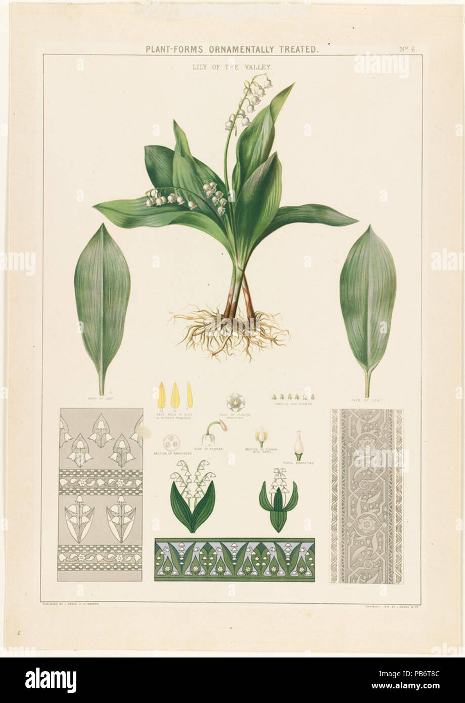 Plant forms hi-res stock photography and images - Alamy