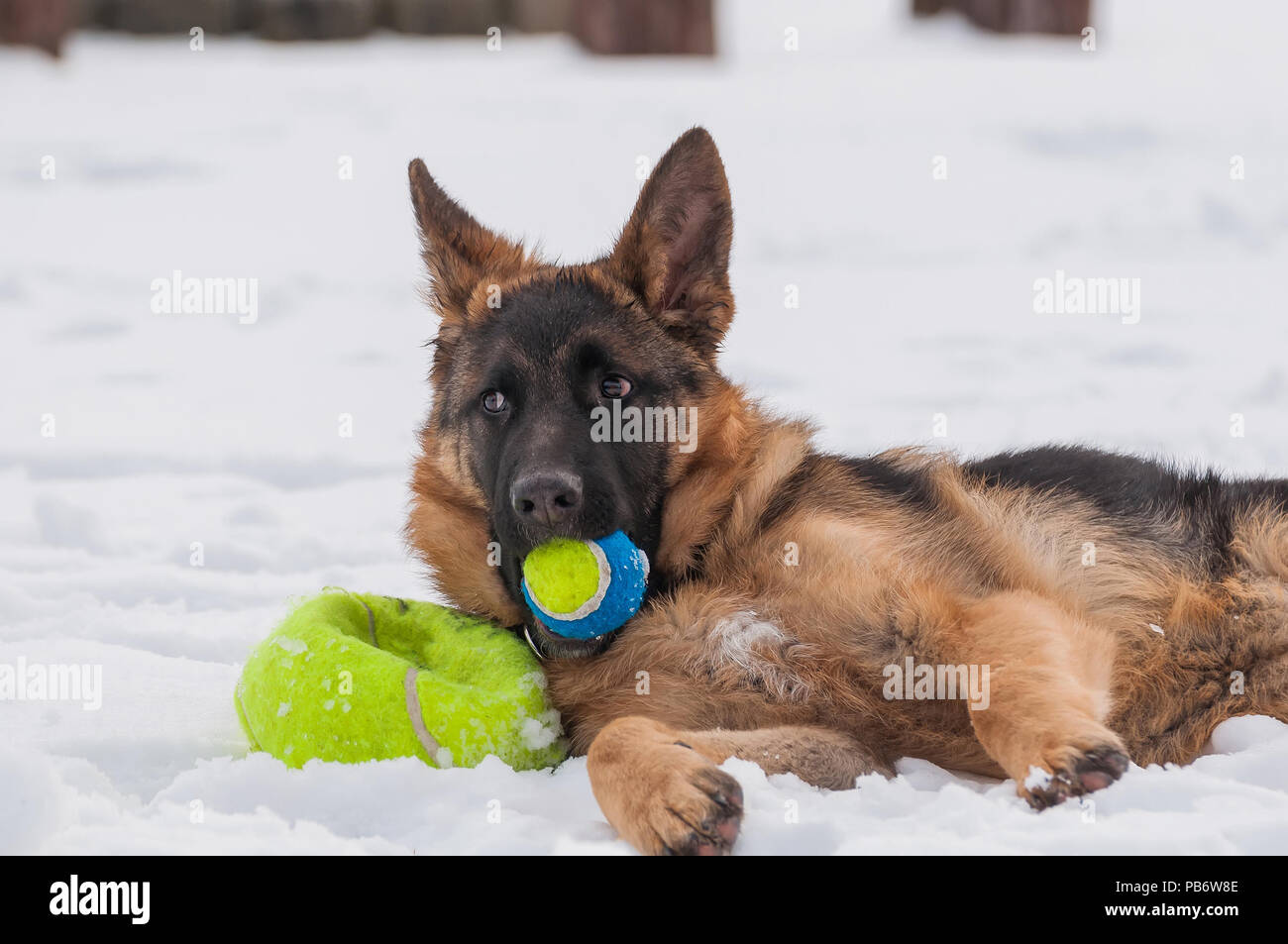 A beautiful playful german shepherd puppy dog playing with a tennis ...