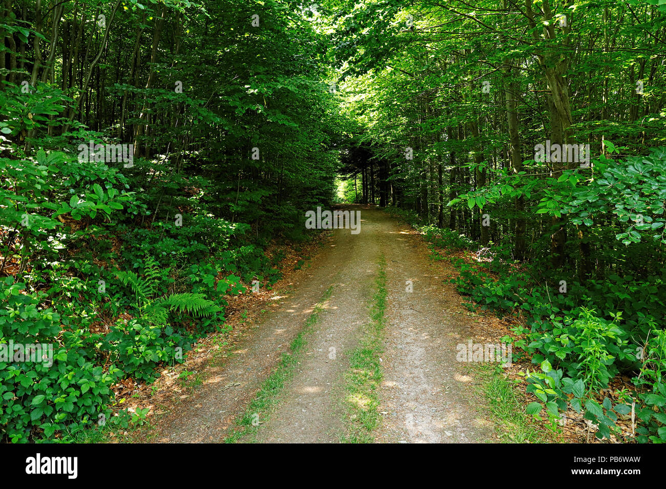 Hiking along a path in the Black Forest, Germany Stock Photo - Alamy