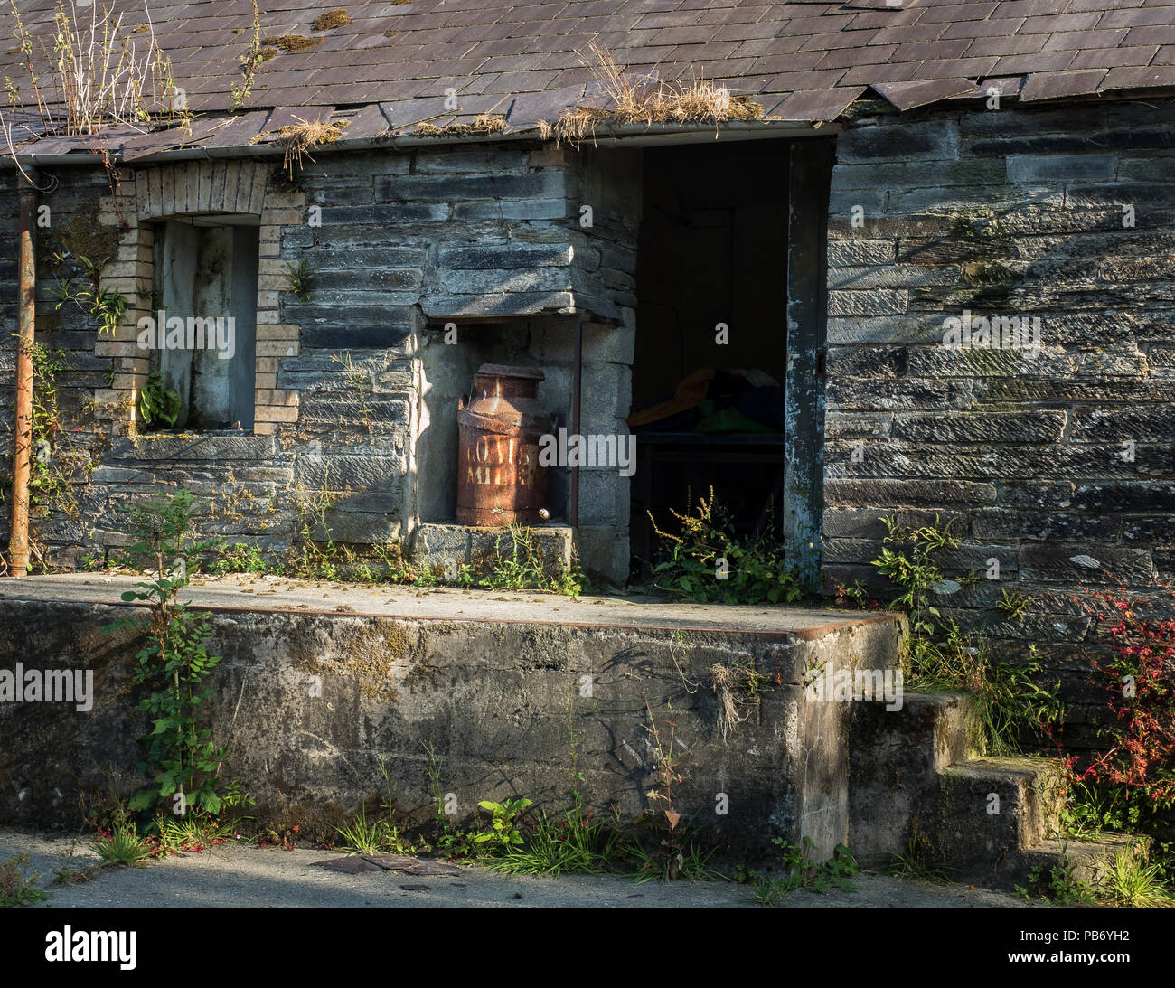 Rusty goats milk churn in barn Stock Photo - Alamy