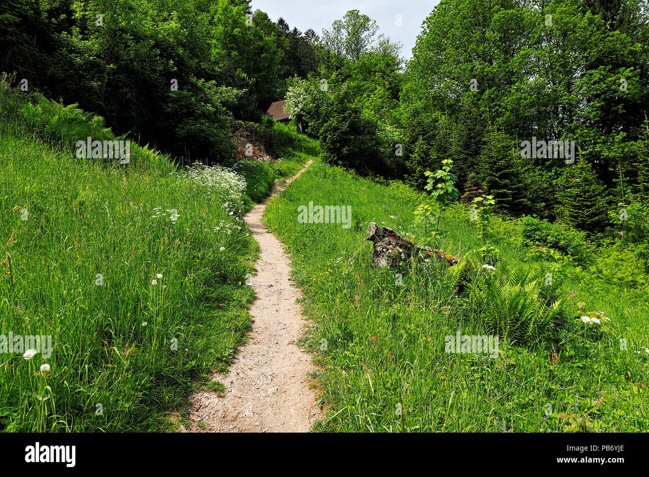 Hiking along a path in the Black Forest, Germany Stock Photo - Alamy