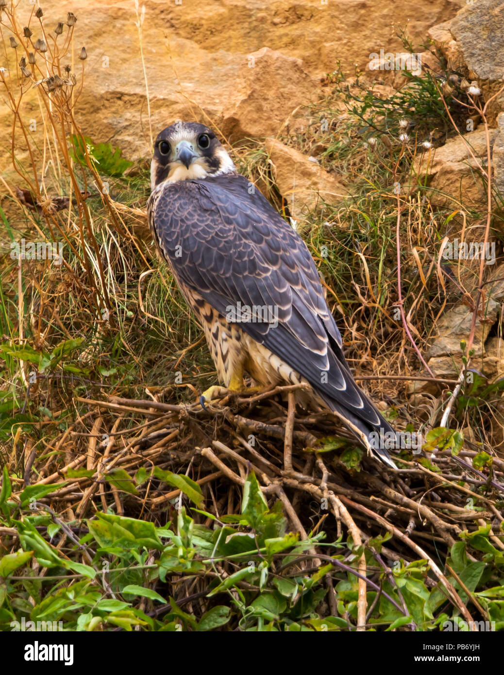 Juvenile Peregrine falcon newly fledged in a quarry in the Cotswold ...