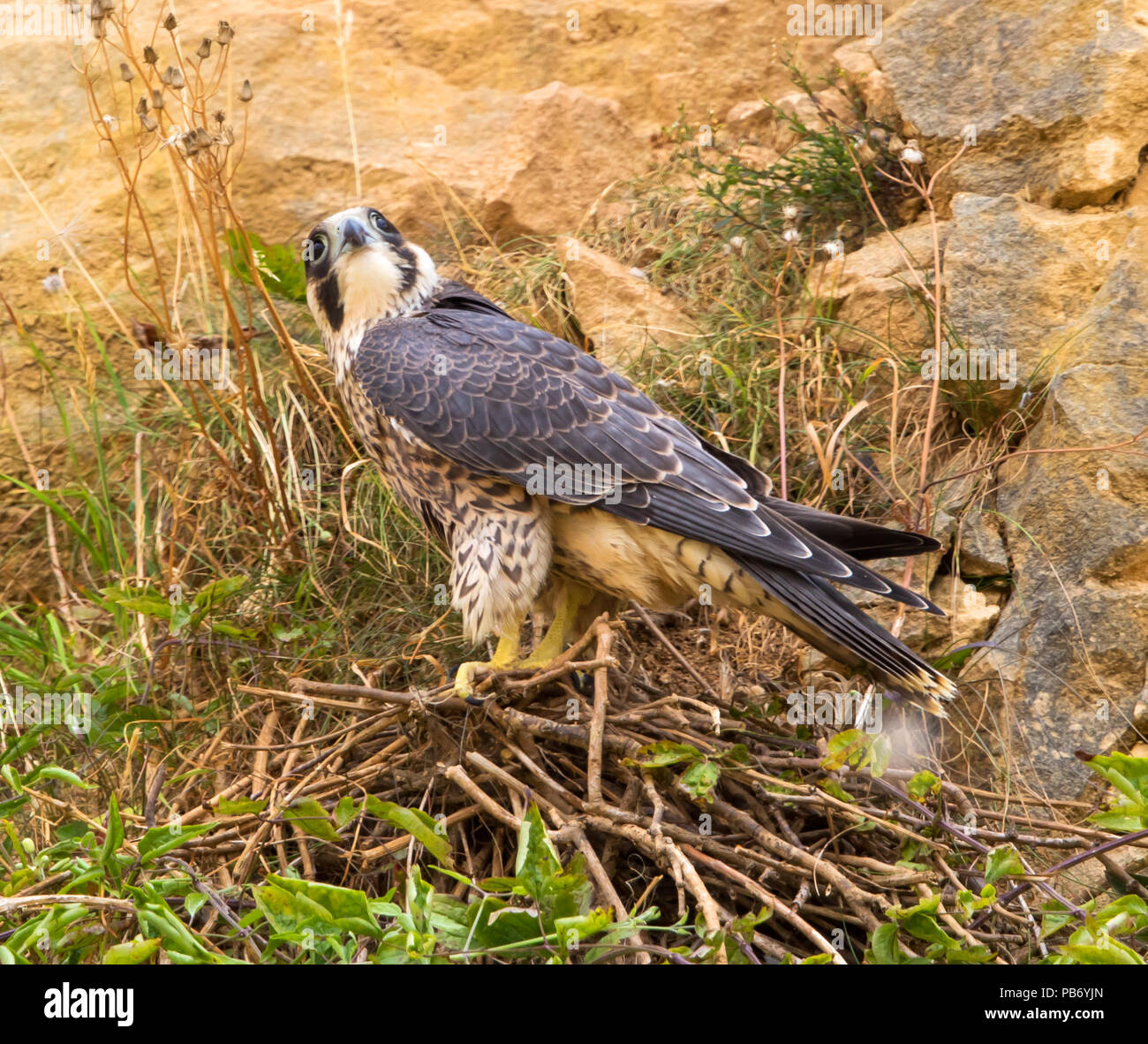 Eyas falcon hi-res stock photography and images - Alamy