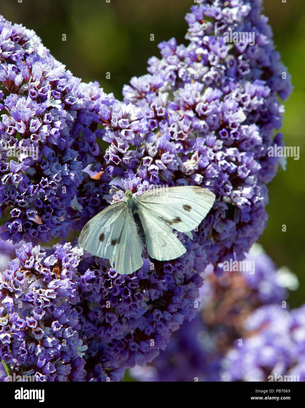 Ceanothus concha hi-res stock photography and images - Alamy