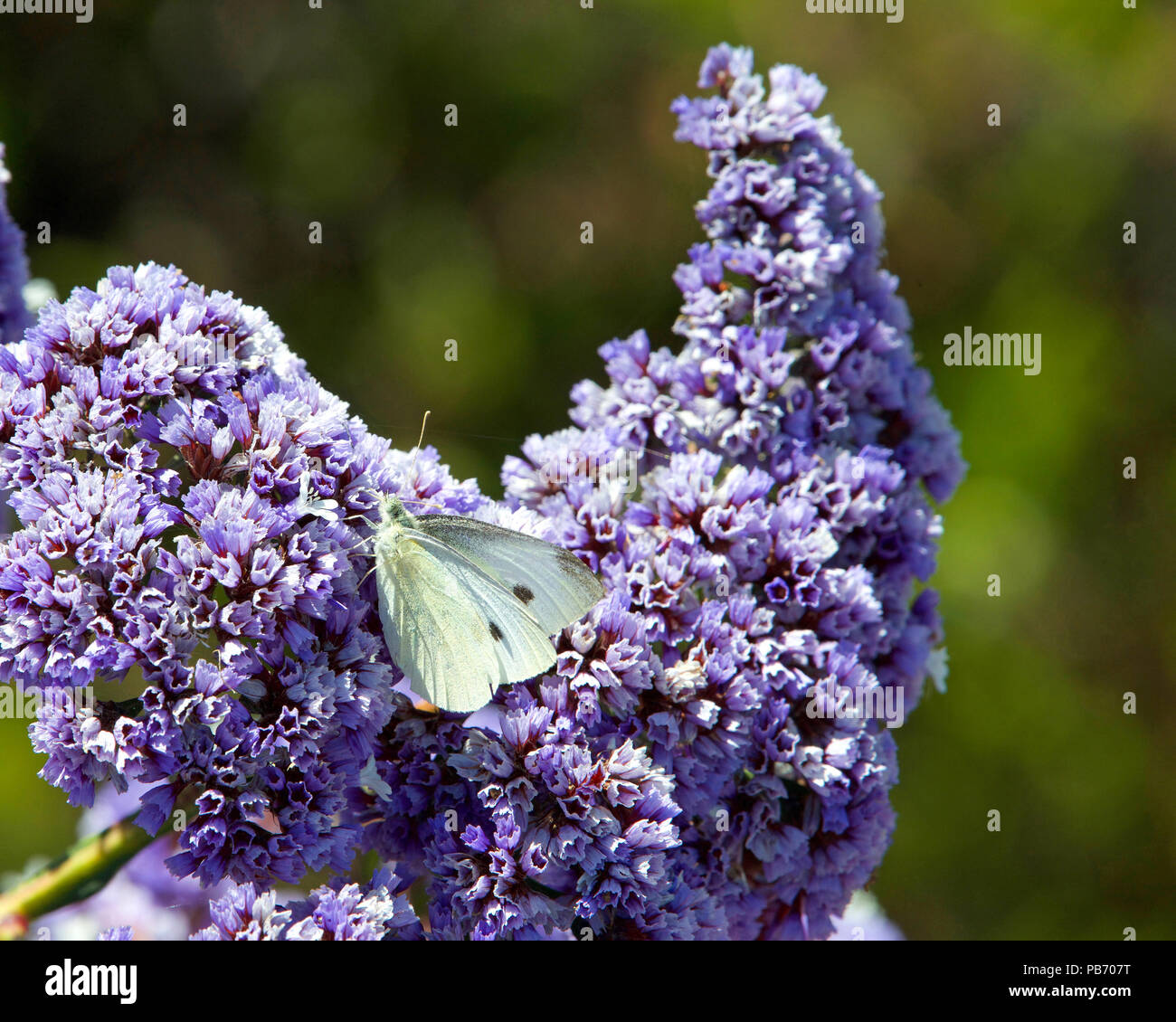 Ceanothus concha hi-res stock photography and images - Alamy