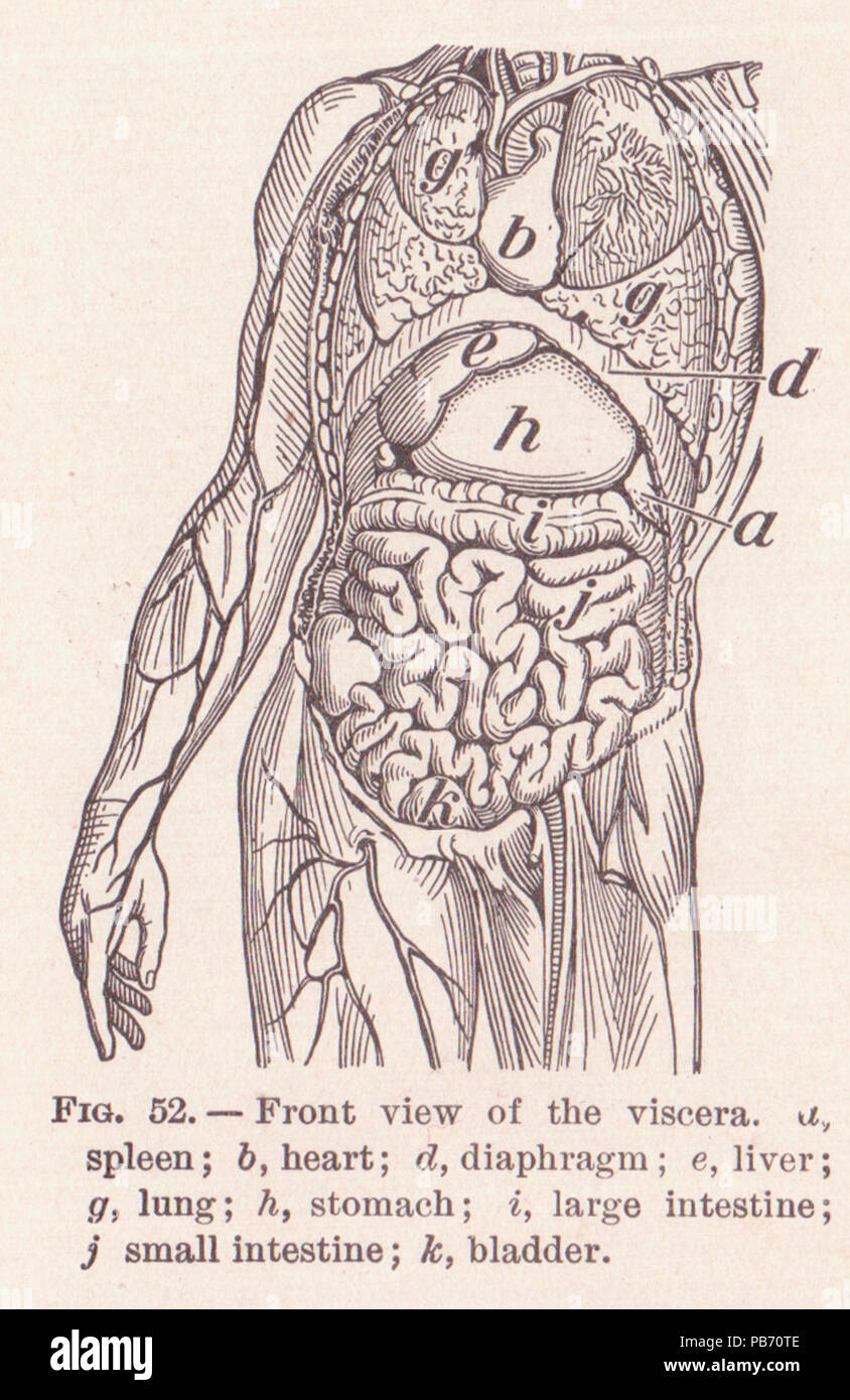 Viscera hi-res stock photography and images - Alamy