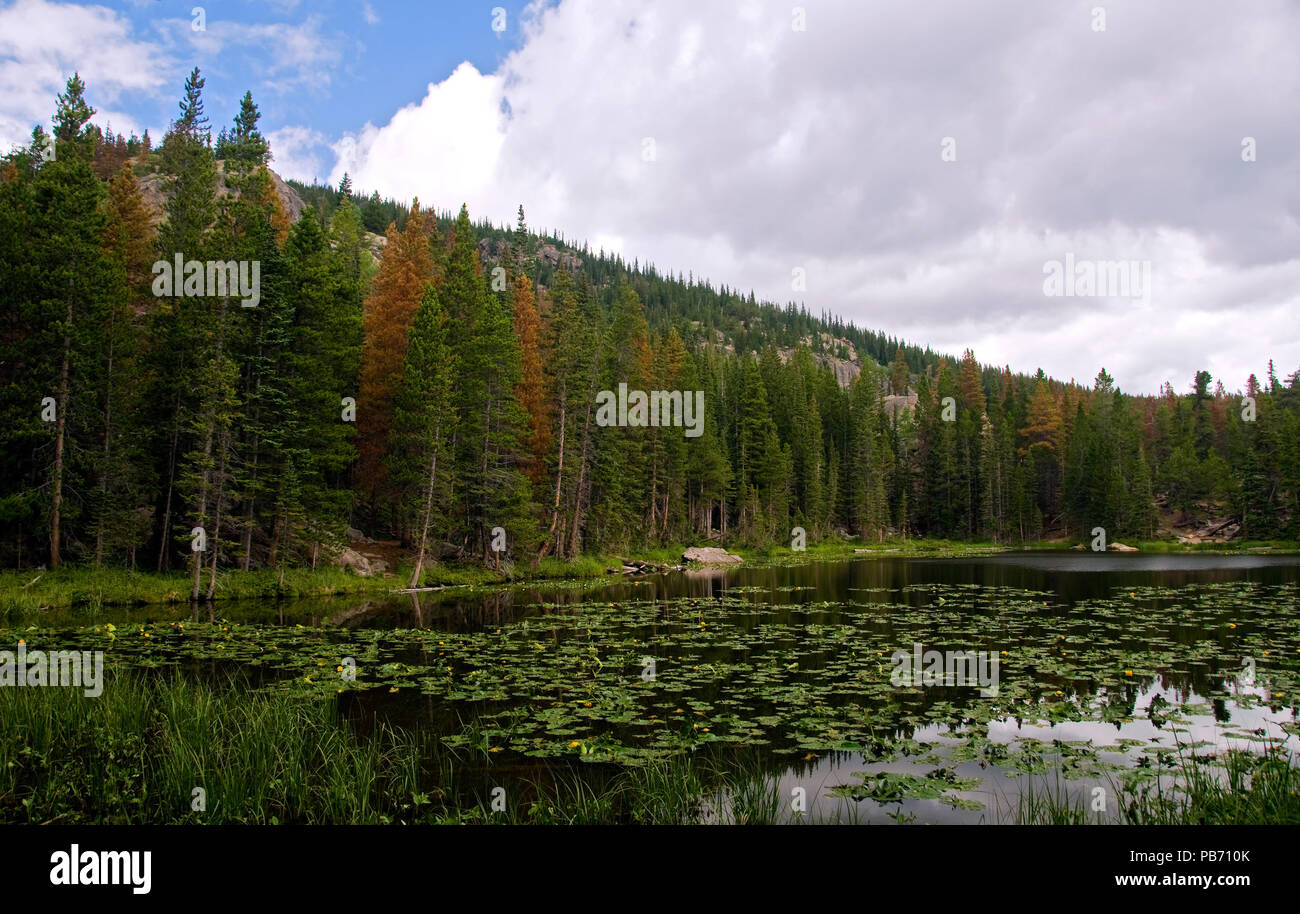 Nymph Lake Rocky Mountains Colorado Stock Photo - Alamy