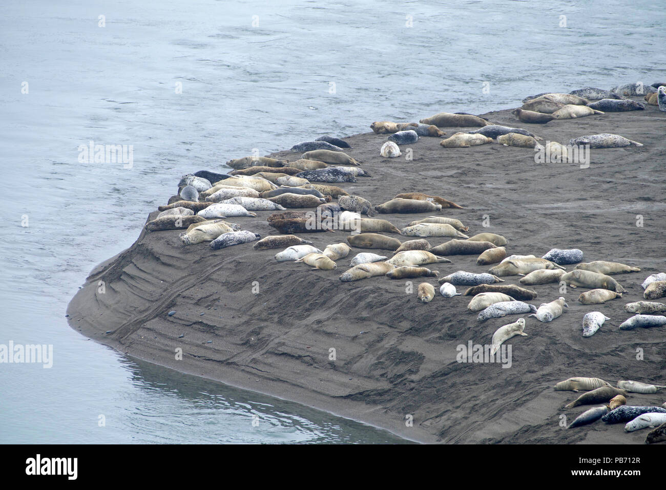 Many harbor seals hauled out on sandy beach in Northern California ...