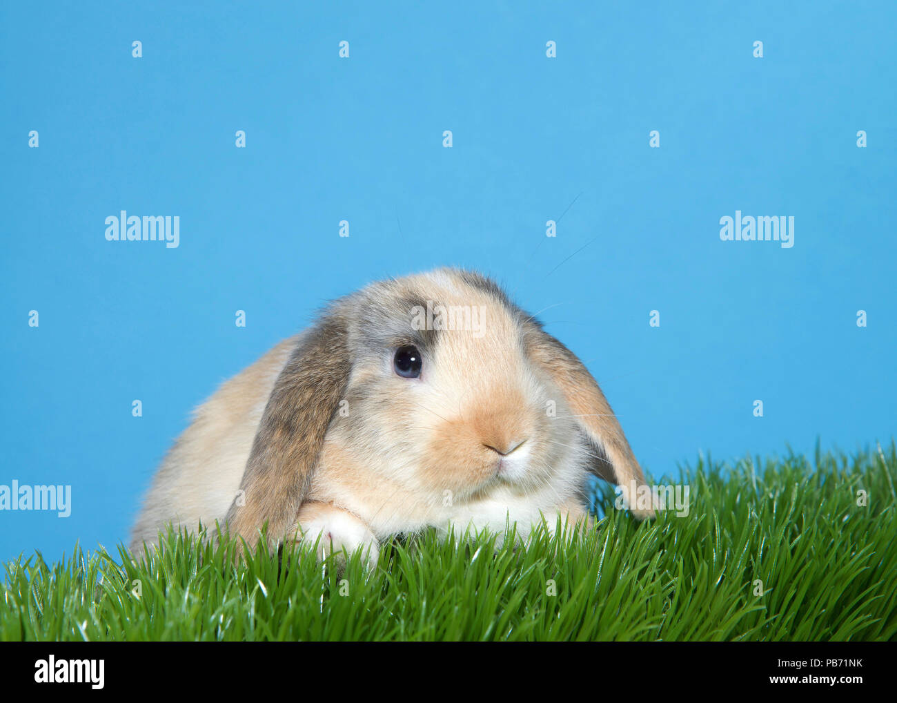 Close up portrait of a diluted calico colored lop eared bunny rabbit ...