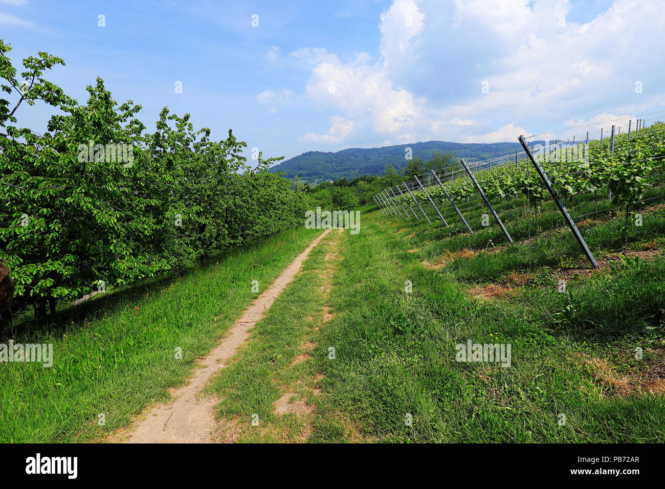 Hiking along a path in the Black Forest, Germany Stock Photo - Alamy