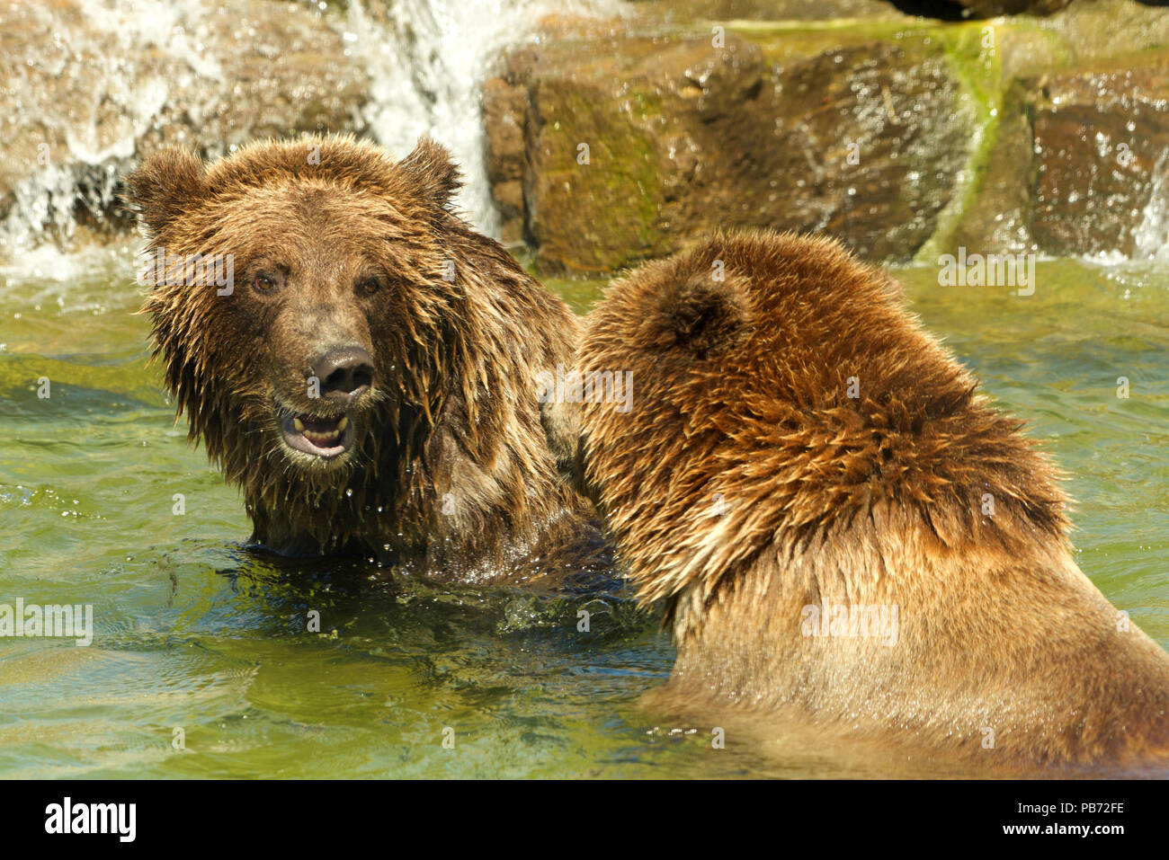 Grizzly teeth hi-res stock photography and images - Alamy