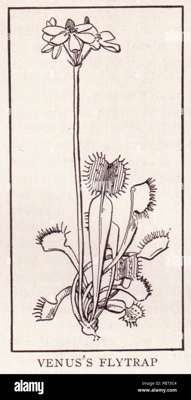 Venus flytrap species hi-res stock photography and images - Alamy