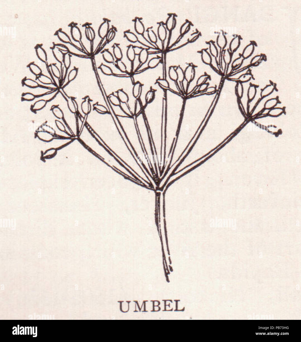 Umbel plant hi-res stock photography and images - Alamy