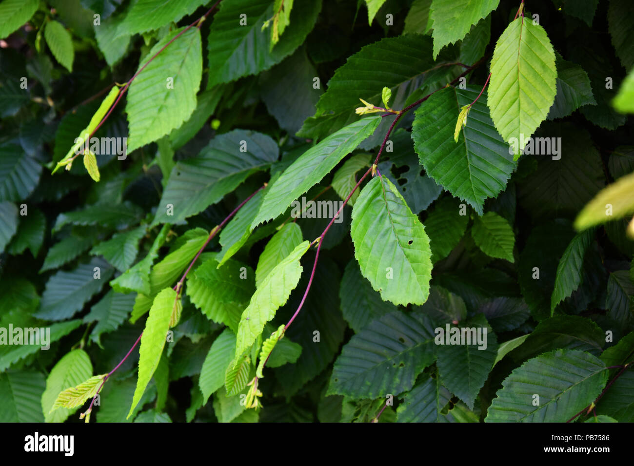 Dense tress hi-res stock photography and images - Alamy