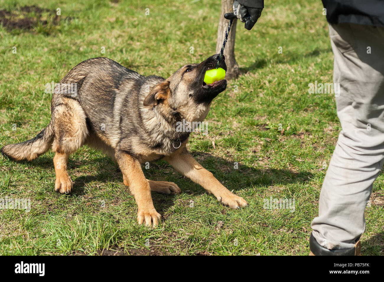 A german shepherd puppy trained by a dog trainer with a ball in a green ...