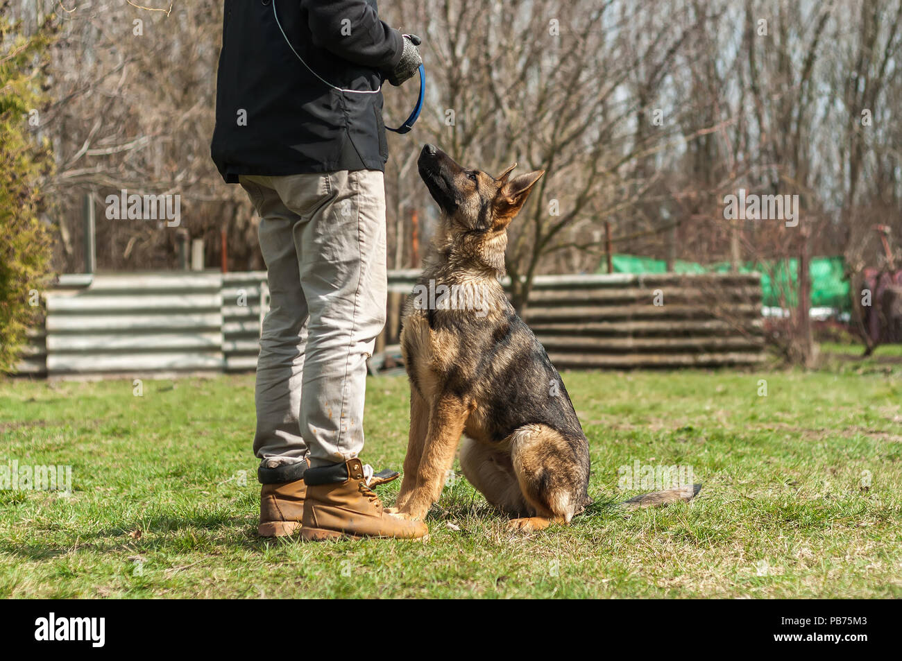 A german shepherd puppy trained by a dog trainer in a green environment ...