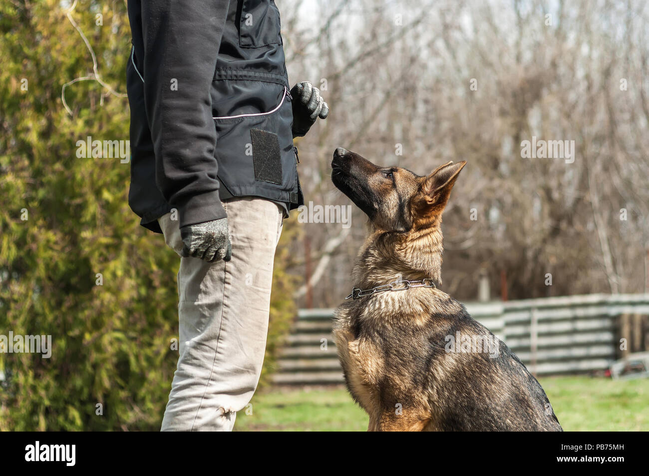 A german shepherd puppy trained by a dog trainer in a green environment ...