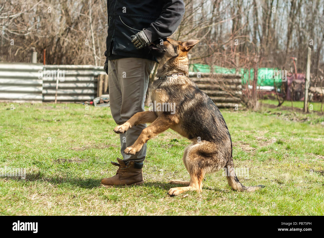 A german shepherd puppy trained by a dog trainer in a green environment ...