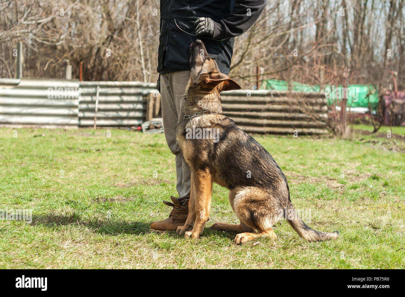 A german shepherd puppy trained by a dog trainer in a green environment ...