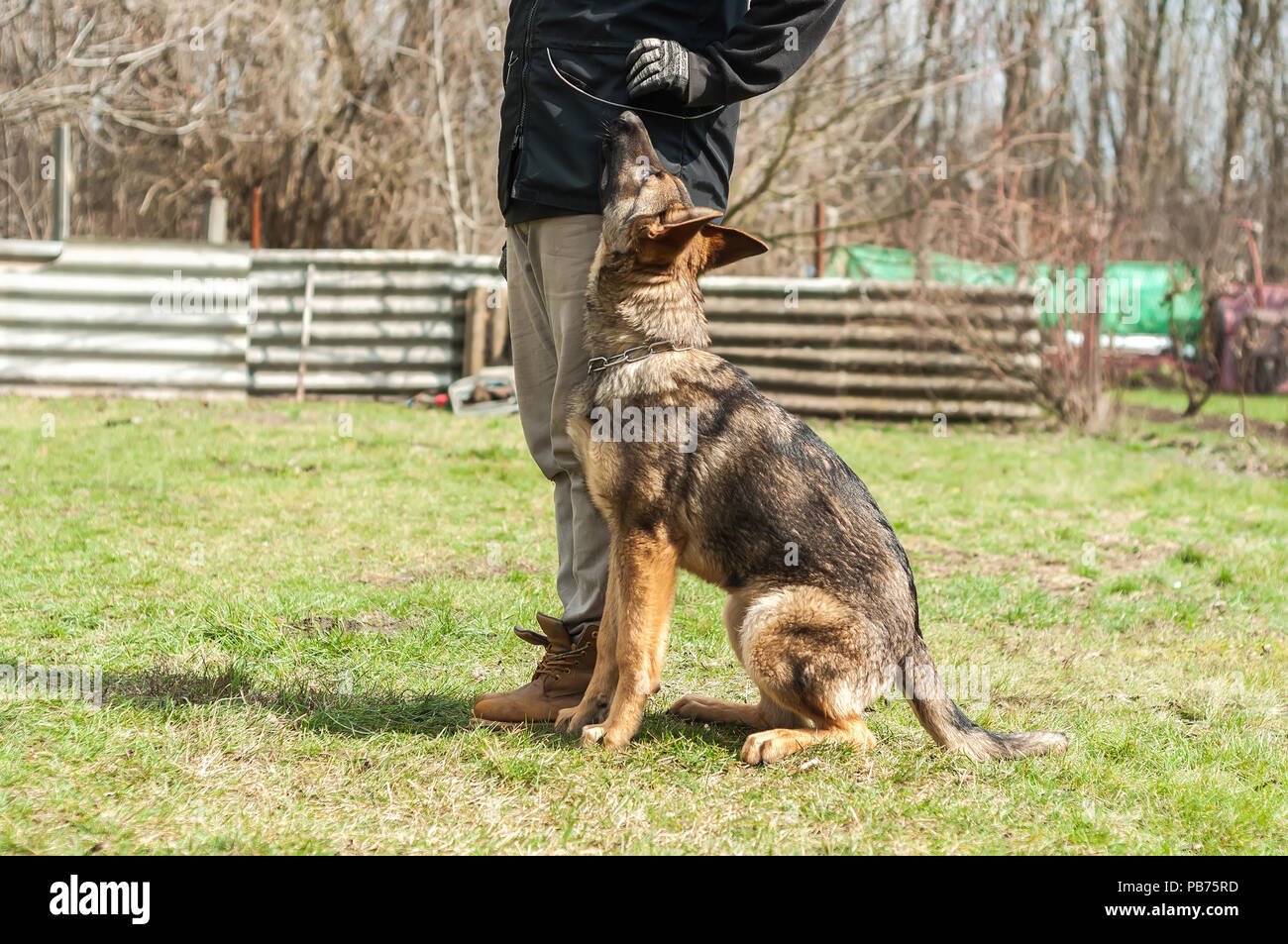 A german shepherd puppy trained by a dog trainer in a green environment ...