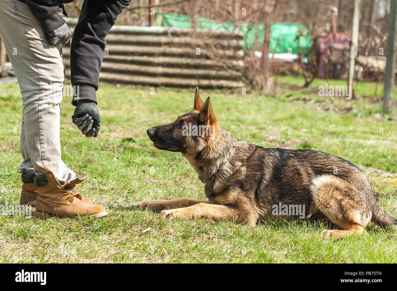 A german shepherd puppy trained by a dog trainer in a green environment ...