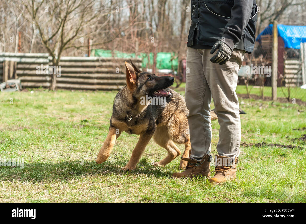 A german shepherd puppy trained by a dog trainer in a green environment ...