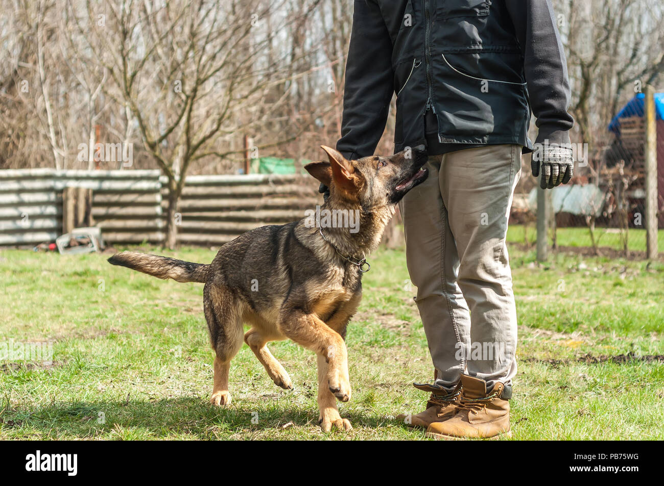 A german shepherd puppy trained by a dog trainer in a green environment ...