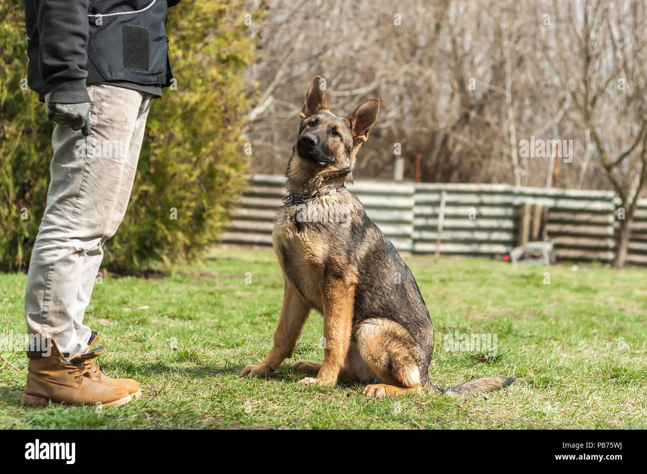 A german shepherd puppy trained by a dog trainer in a green environment ...