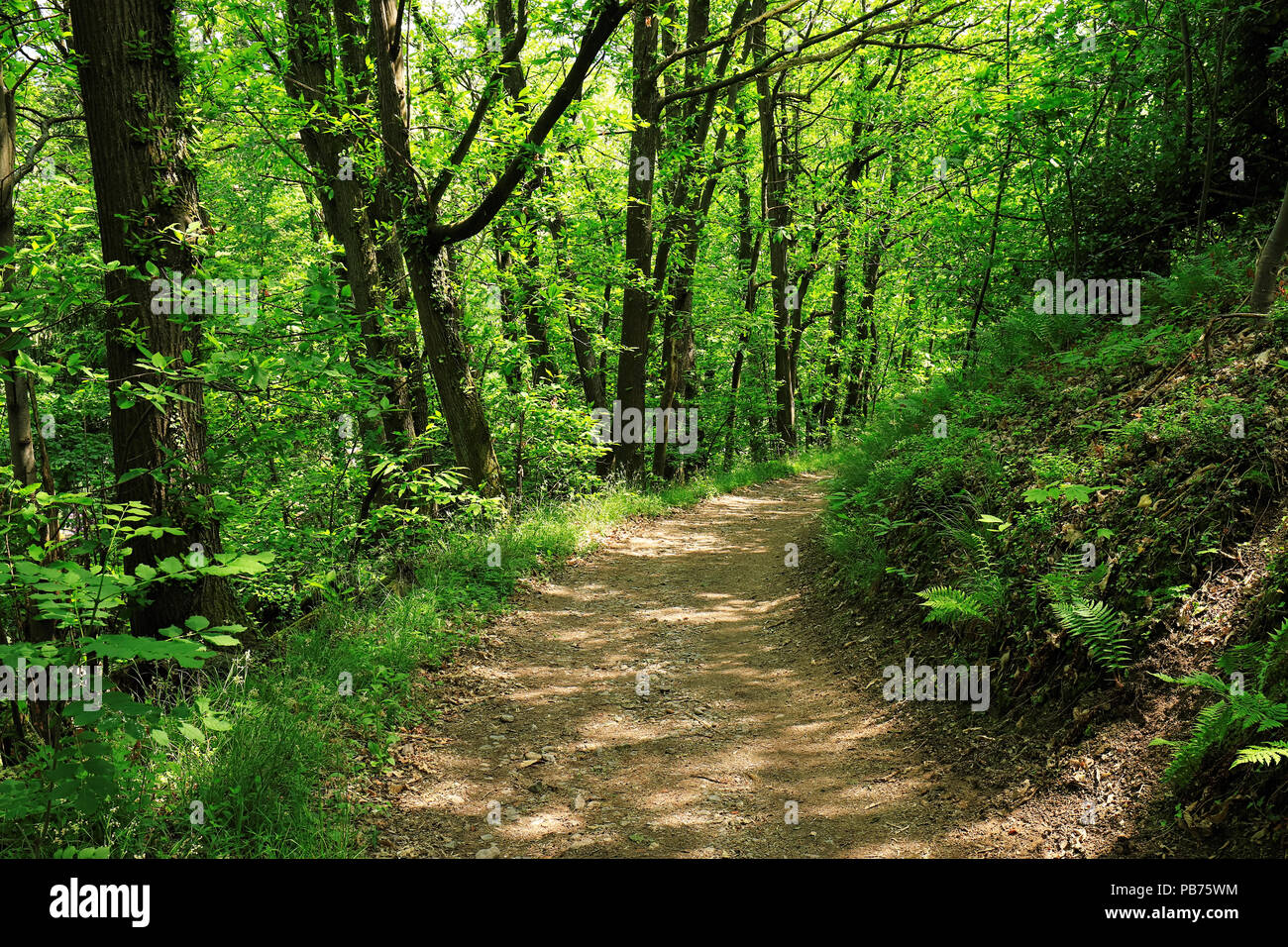 Hiking along a path in the Black Forest, Germany Stock Photo - Alamy
