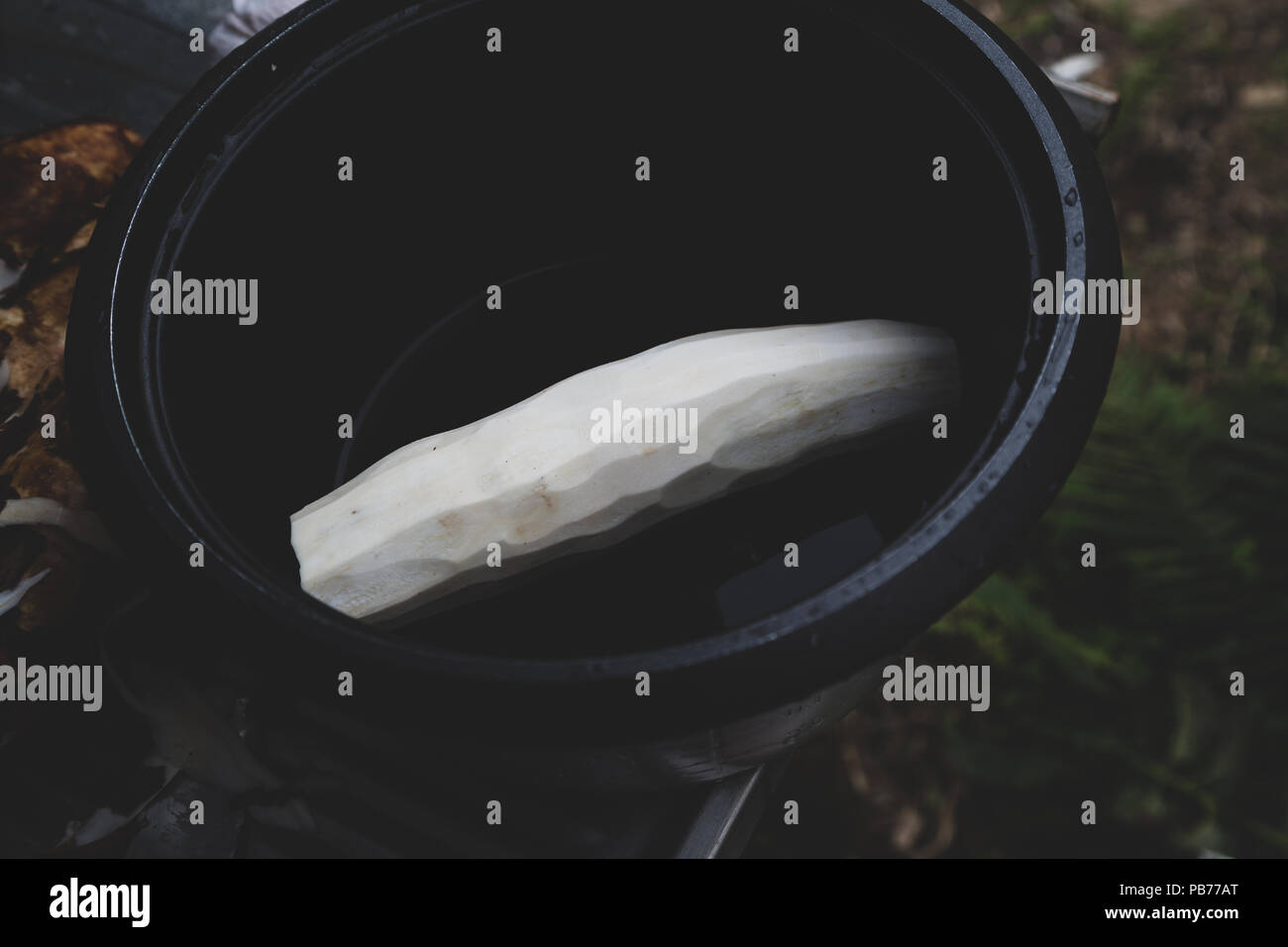 Cassava (Manihot esculenta) (Spanish: mandioca, Guarani: mandi'o ...