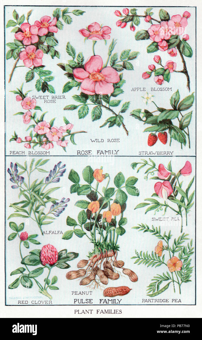 Rose family hi-res stock photography and images - Alamy