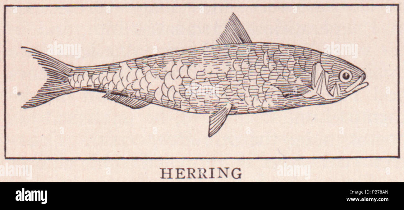 School or shoal of herring hi-res stock photography and images - Alamy