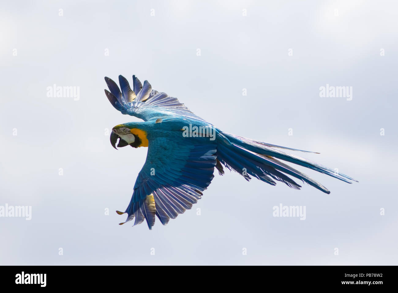 Blue Parrots Flying