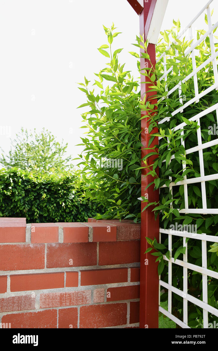 Brick-build wall and wooden fence with leaves of a bush growing through ...