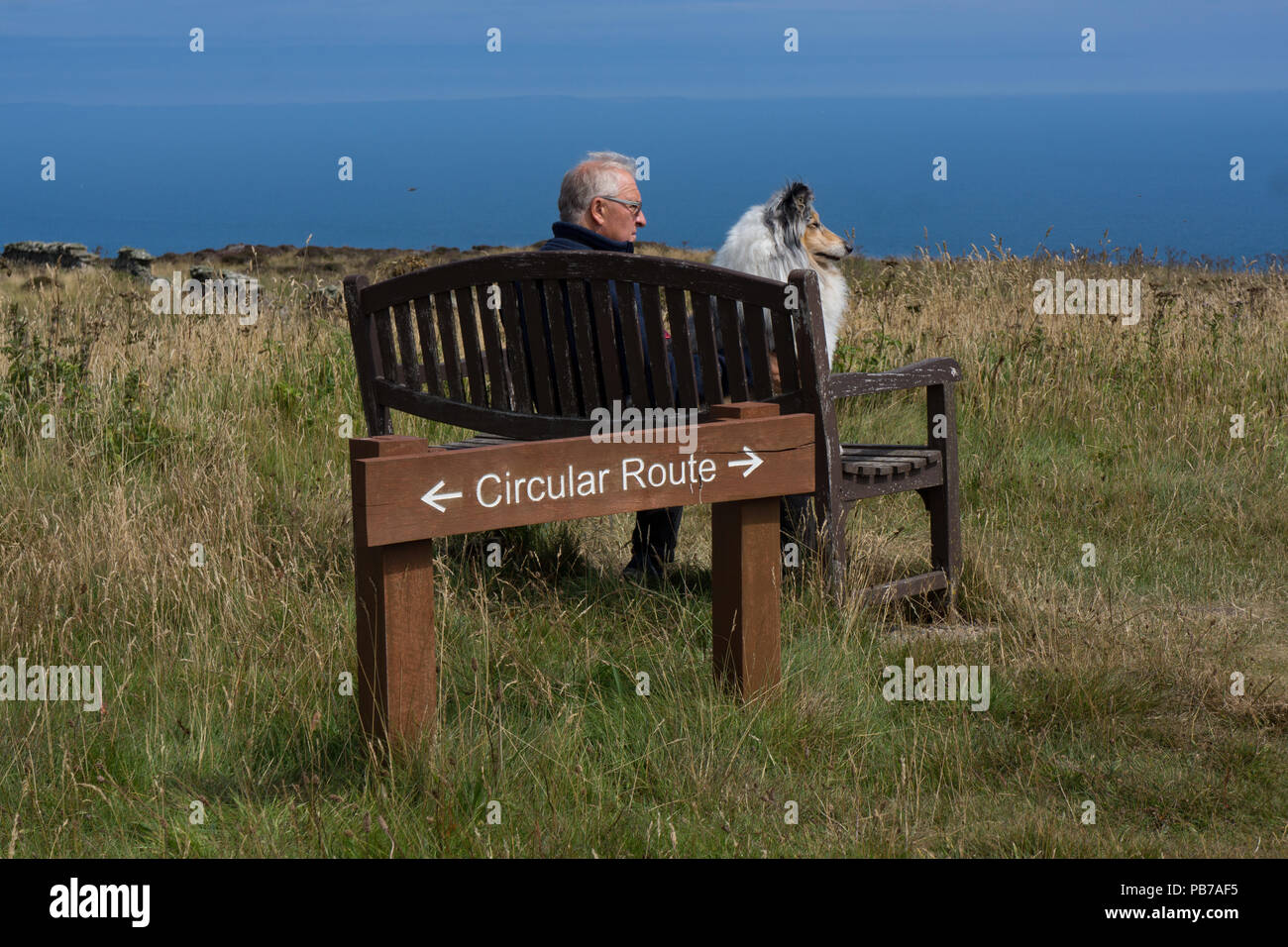 Pet dog on bench hi-res stock photography and images - Alamy