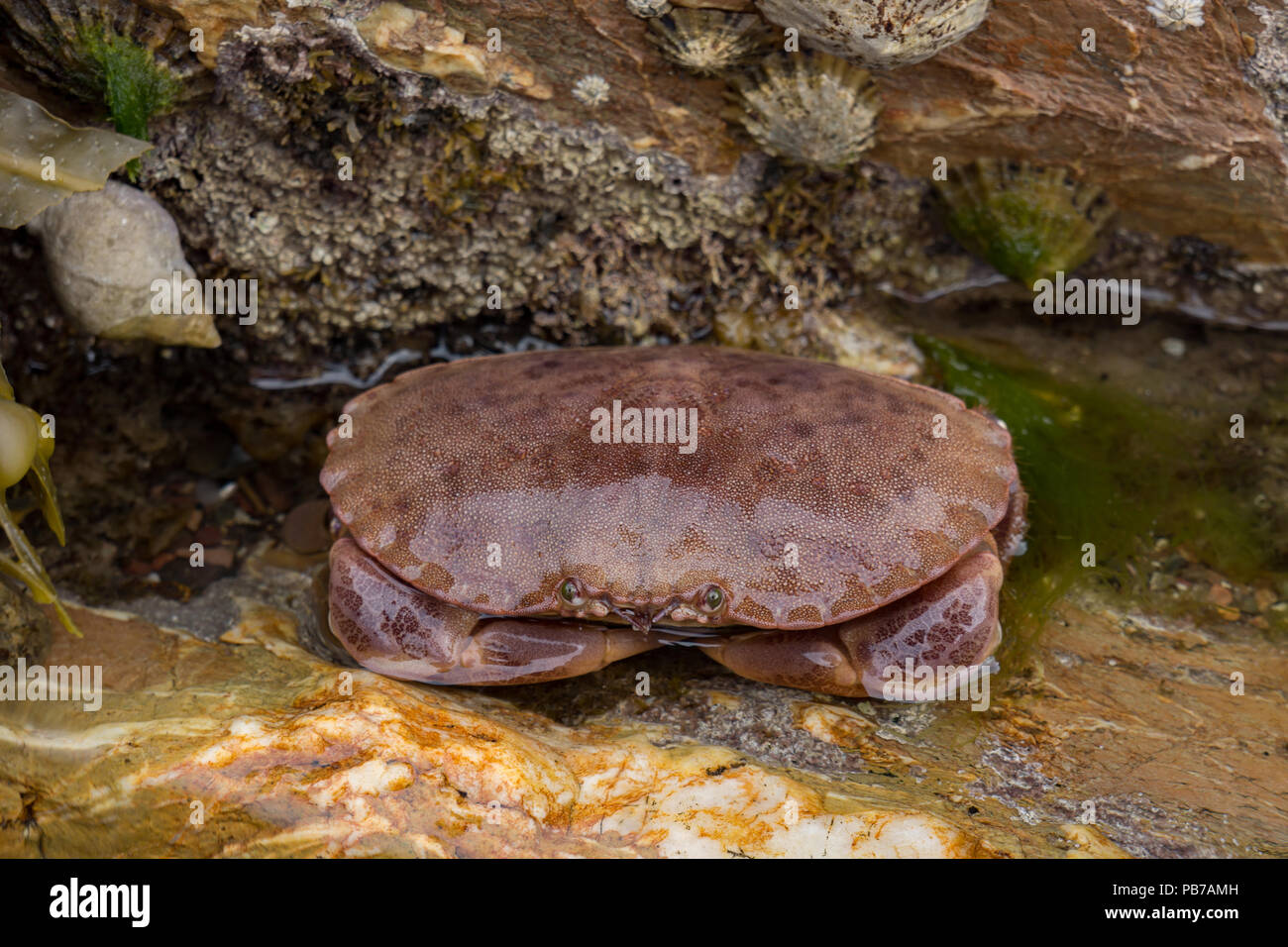 Crab in rockpool hi-res stock photography and images - Alamy