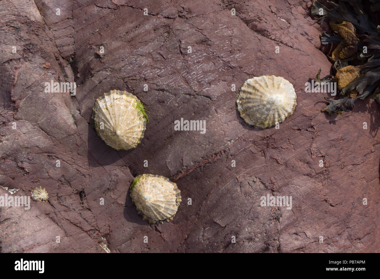 Molluscs seashore uk hi-res stock photography and images - Alamy