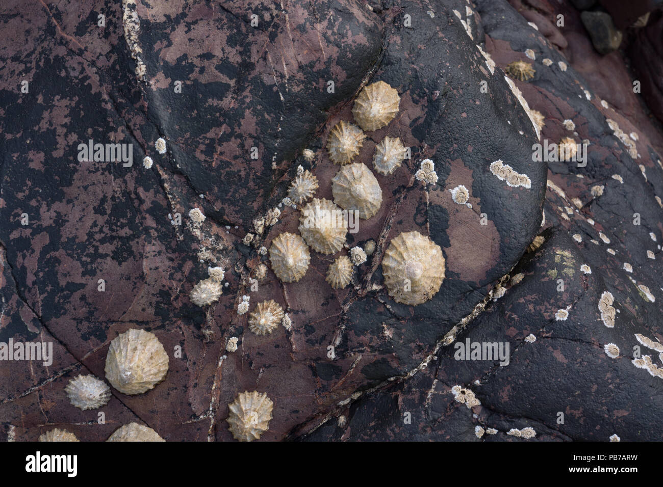 Molluscs seashore uk hi-res stock photography and images - Alamy