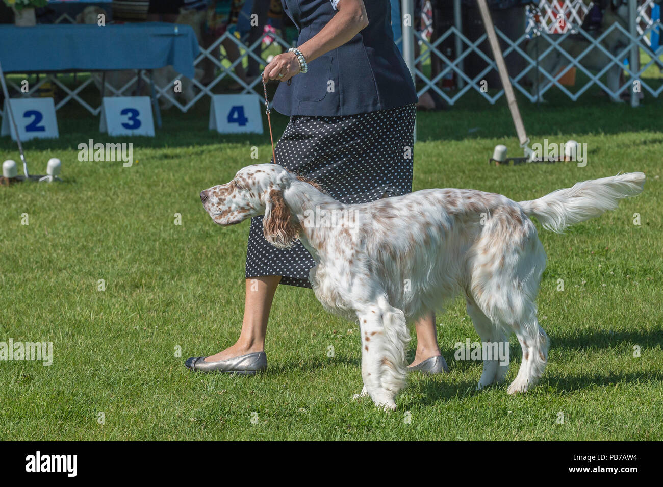 English setter dog, Evelyn Kenny Kennel and Obedience Club Dog show ...
